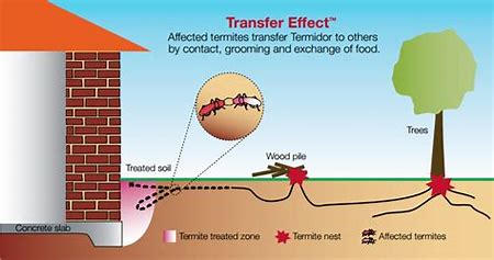 Chemical Termite Sprays | Total Control Pest & Weed